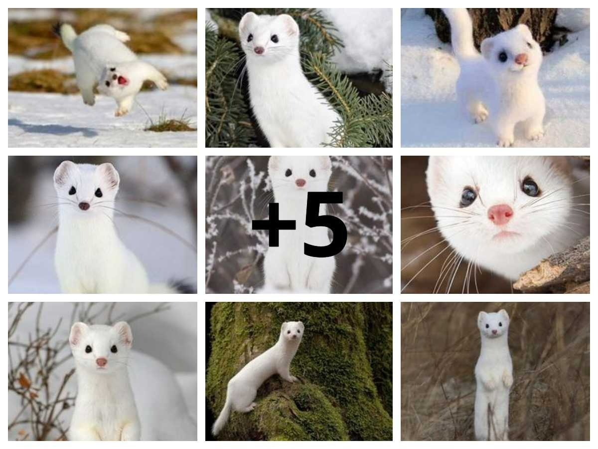Admira la Adorable Comadreja Salvaje más Blanca del Mundo. - 1 Millon ...